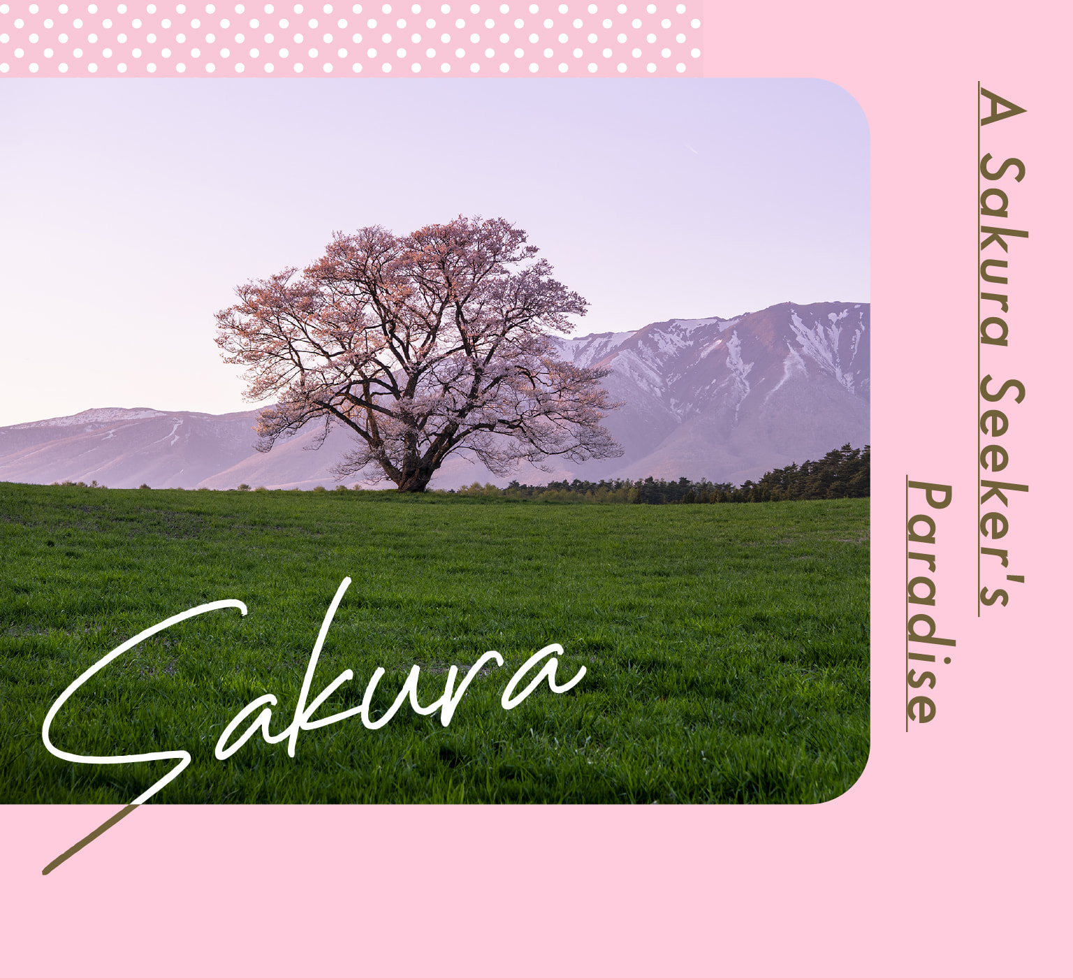 A Sakura Seeker's Paradise | JR-EAST